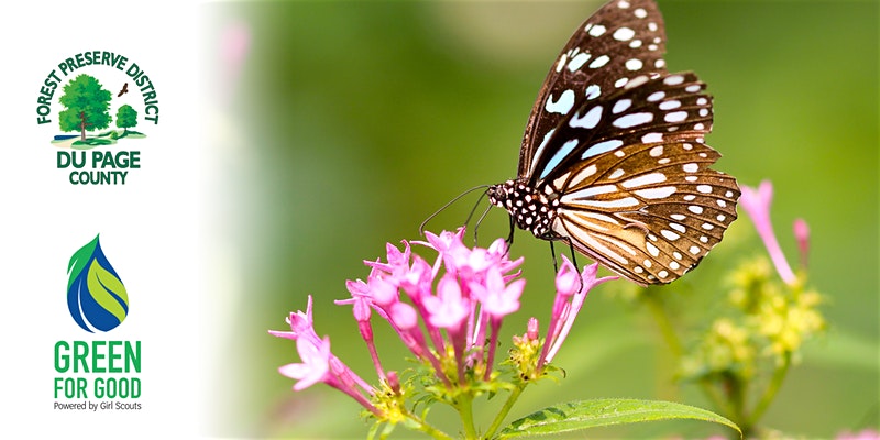 Green for Good is LIVE! | Girl Scouts of Greater Chicago and Northwest ...